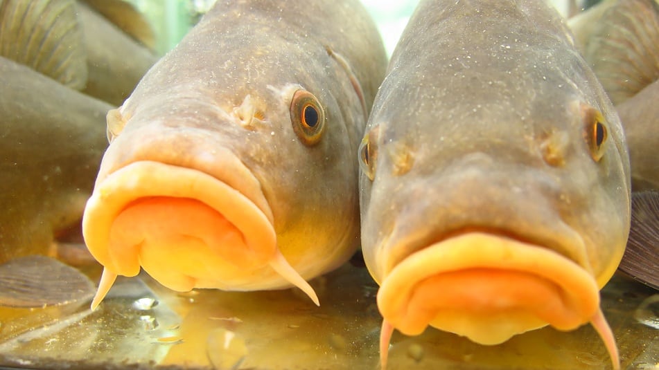 Tinca di Poirino, a tavola per tutta l’estate e l’autunno - InformaCibo