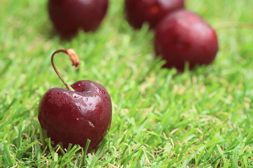 Pietralunga comunità del cibo Buono e Autentico: la visciola - InformaCibo