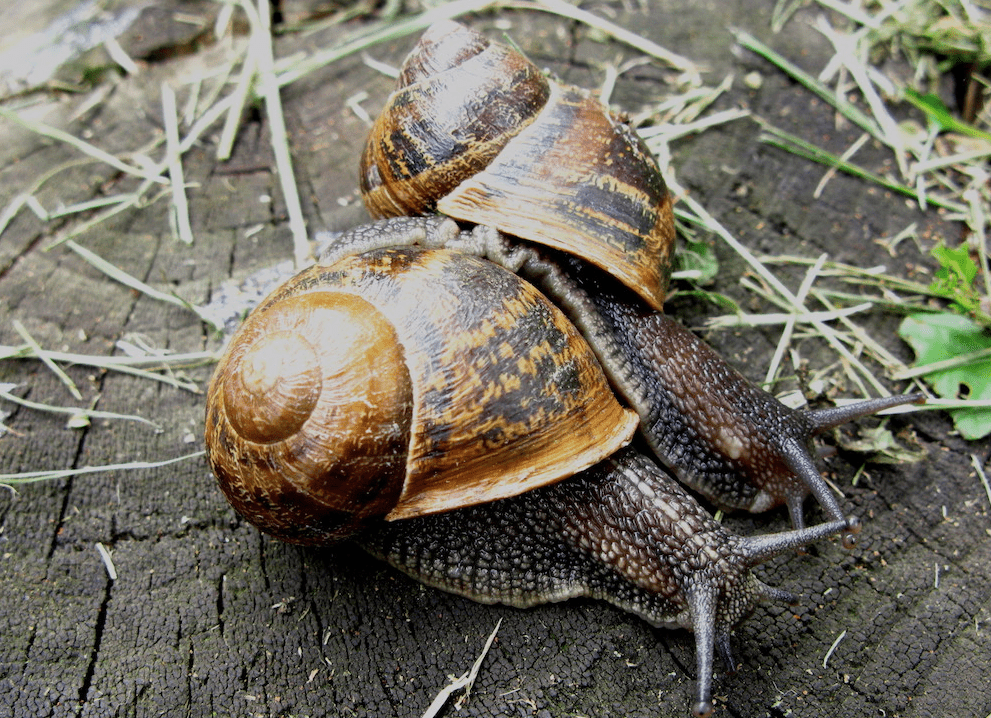 Cherasco, la città delle lumache e di Napoleone - InformaCibo