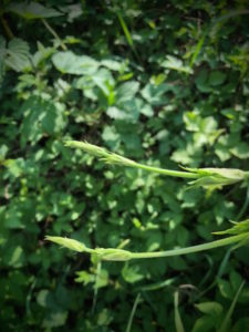 Bruscandoli: cosa sono, come pulirli e le ricette per cucinarli