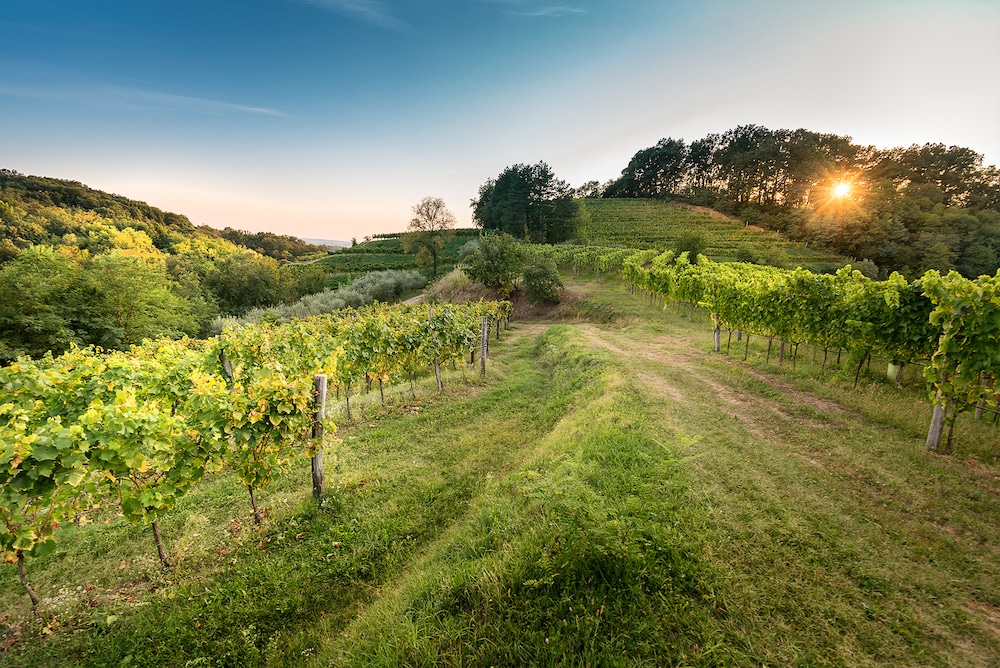 Gradis'ciutta, il Collio di Robert Princic: tradizione e innovazione