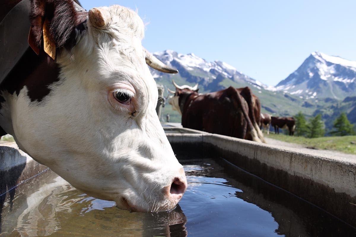Fontina valdostana: guida al formaggio DOP della Valle d’Aosta