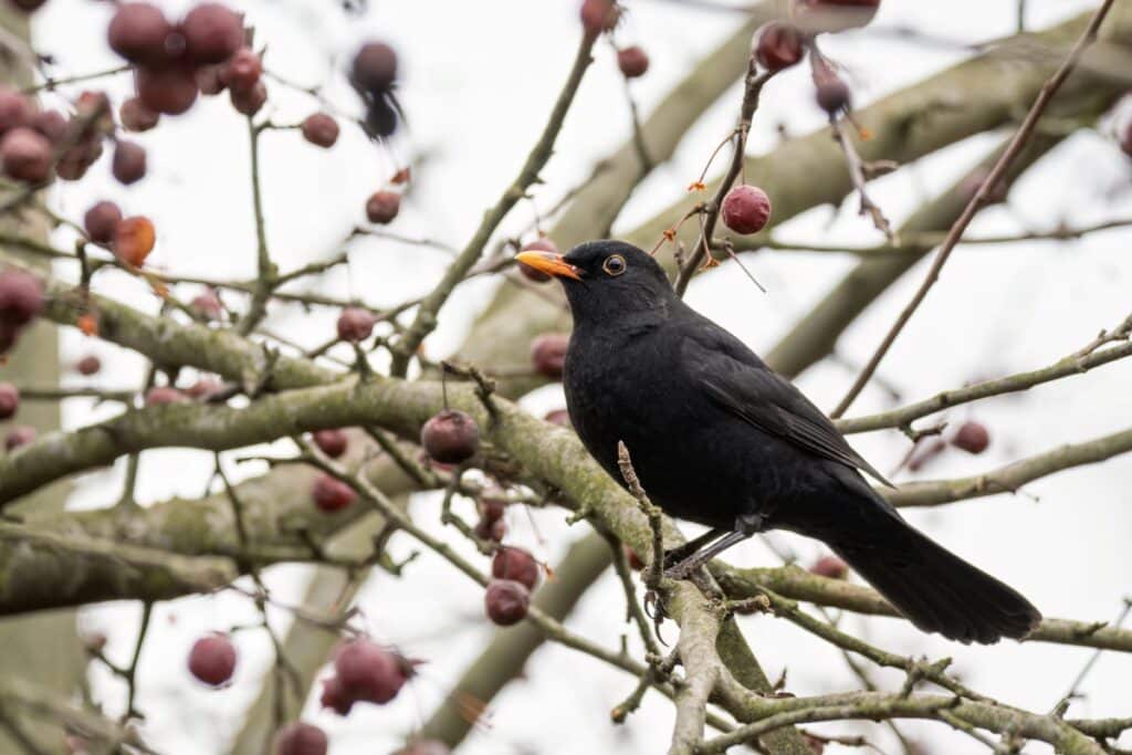 Giorni della merla: tradizione invernale tra storia, leggenda e cucina