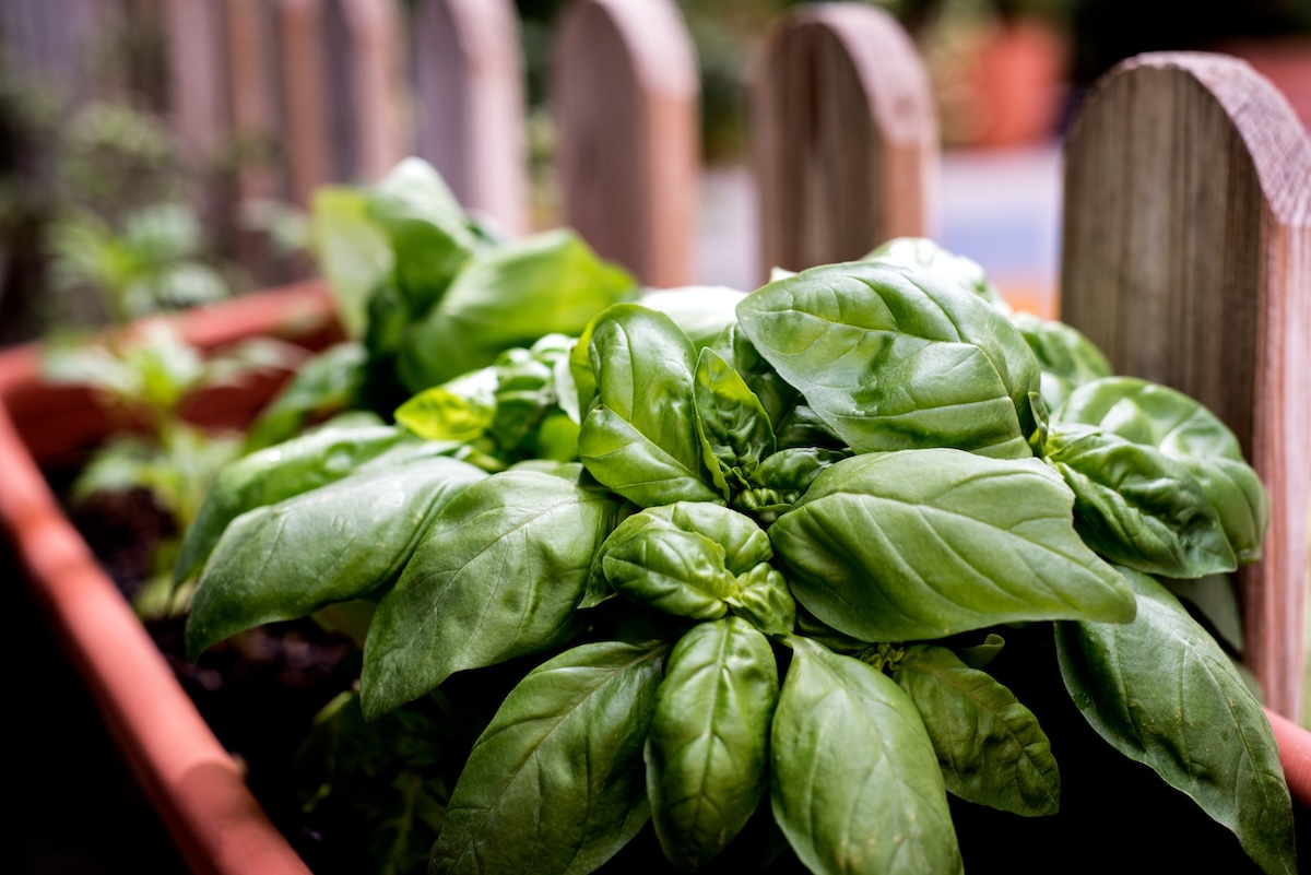 Basilico, la pianta regale: profumo, sapore e tradizione - InformaCibo